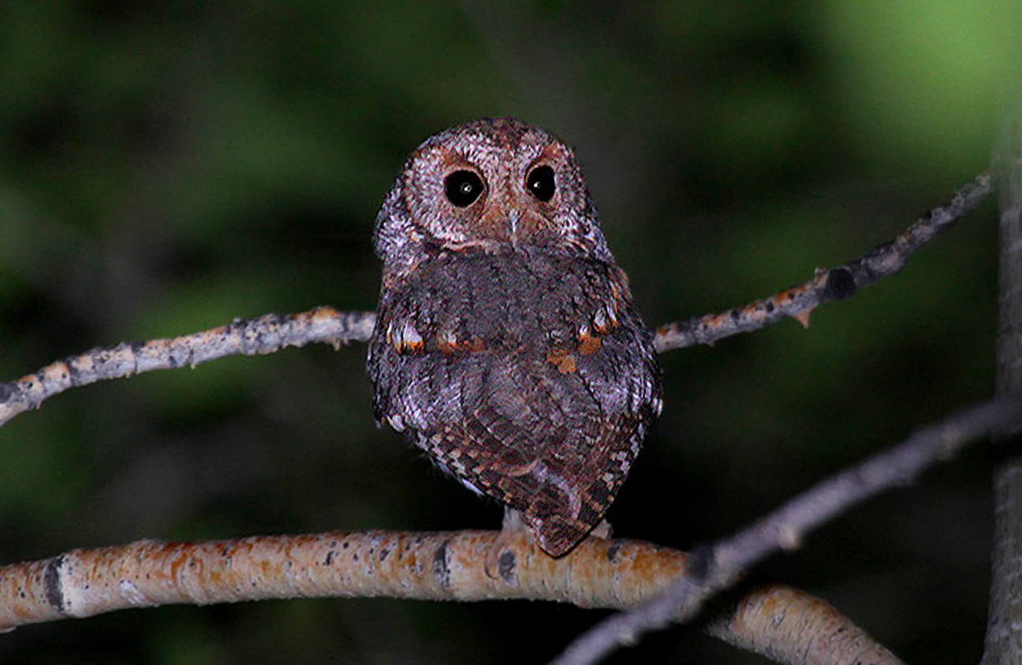 Flammulated Owl Tours | Pitta Nature Tours