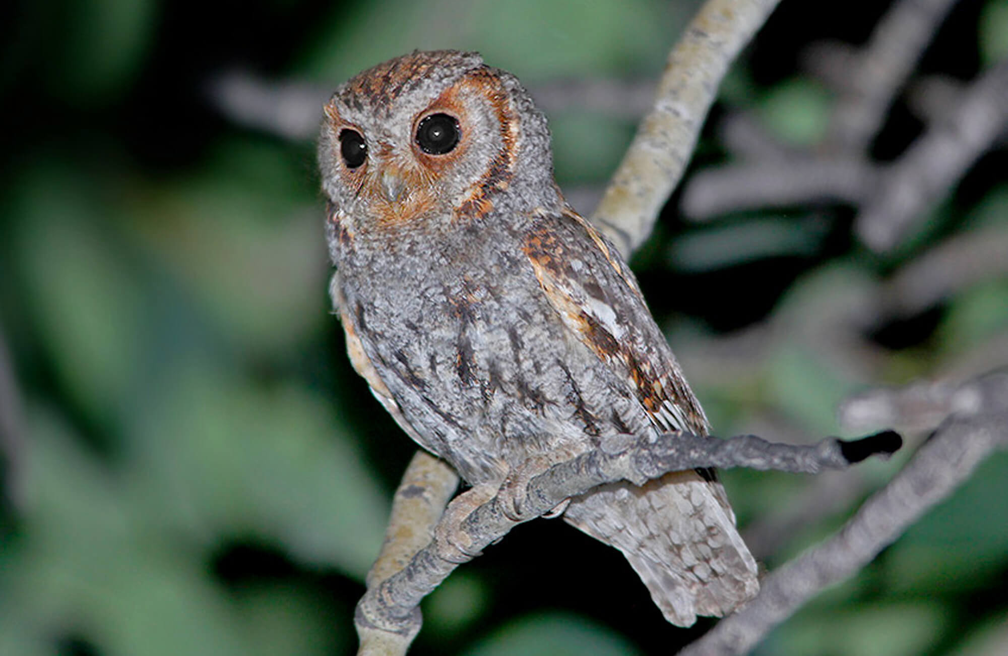 Flammulated Owl Tours | Pitta Nature Tours