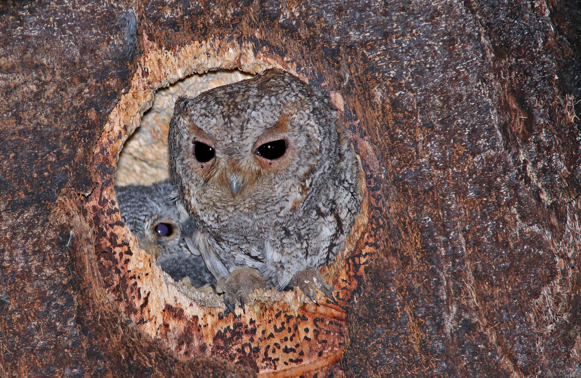 Flammulated Owl Tours | Pitta Nature Tours
