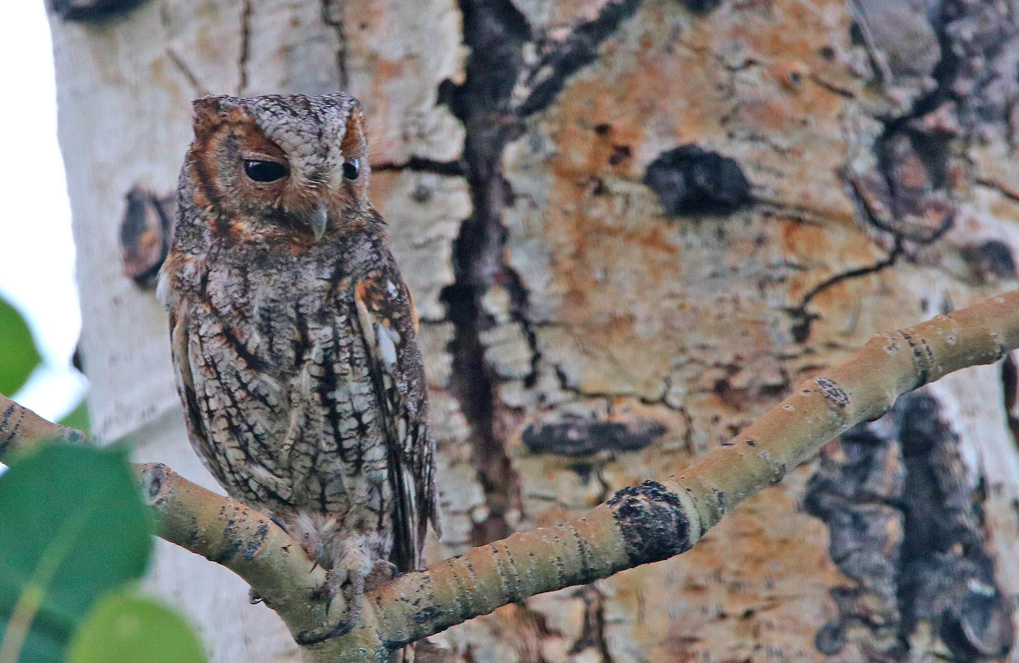 Flammulated Owl Tours | Pitta Nature Tours