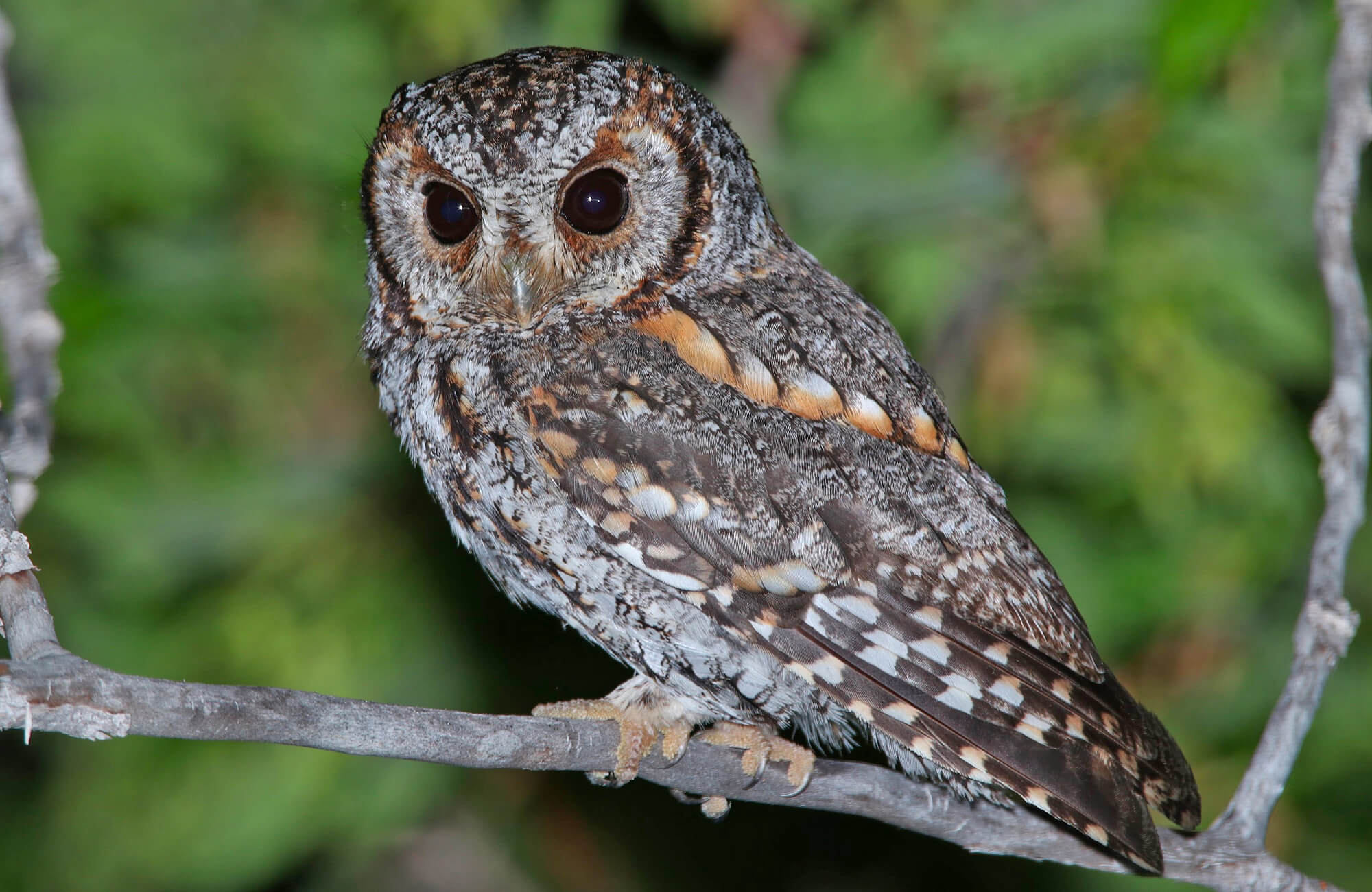 Flammulated Owl Tours | Pitta Nature Tours