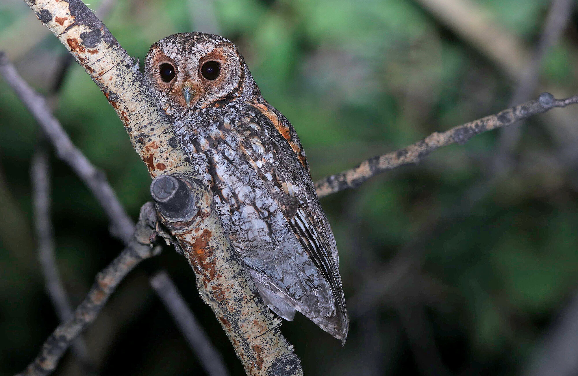 Flammulated Owl Tours | Pitta Nature Tours