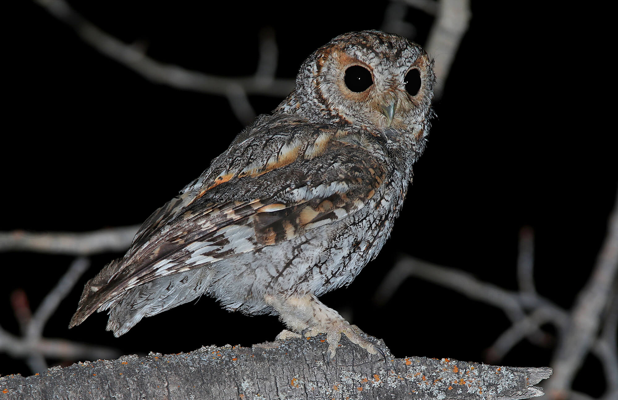 Flammulated Owl Tours | Pitta Nature Tours