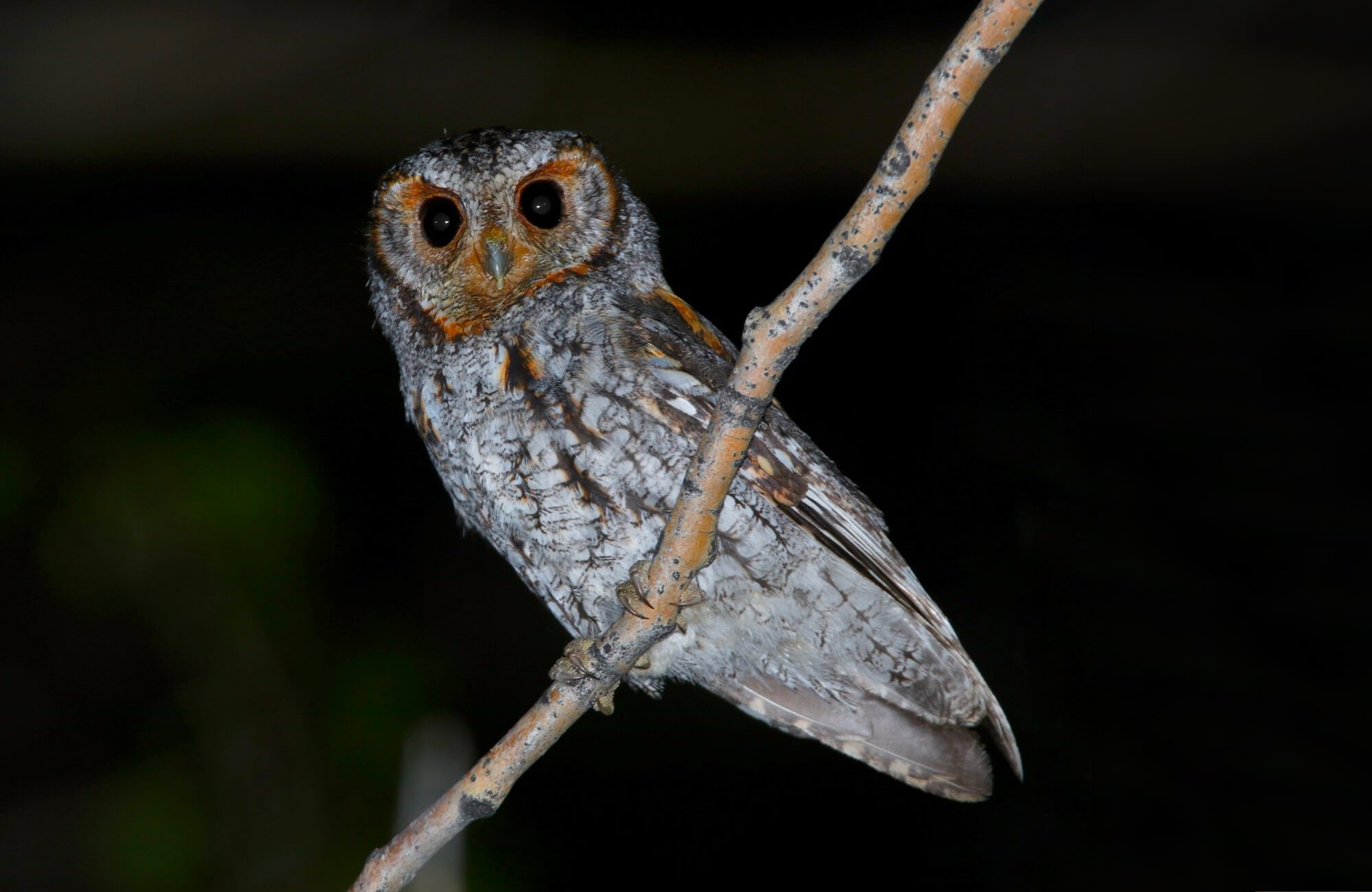 Flammulated Owl Tours | Pitta Nature Tours